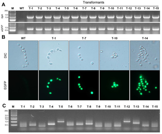 Agrobacterium tumefaciens-Mediated Transformation of the Aquatic Fungus ...