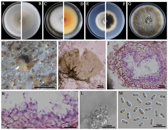 The Identity, Virulence, and Antifungal Effects of the Didymellacesous ...