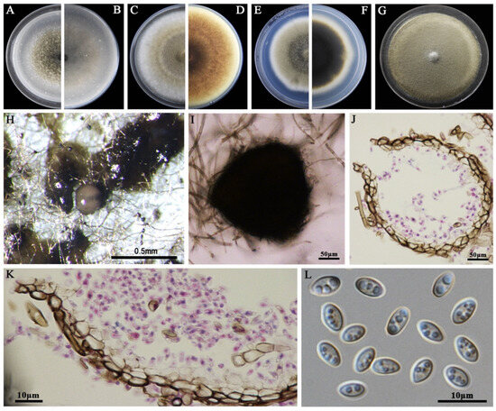 The Identity, Virulence, and Antifungal Effects of the Didymellacesous ...