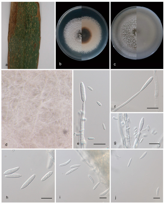 Three New Species of Microdochium (Microdochiaceae, Xylariales) on ...