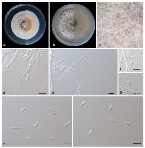 Three New Species of Microdochium (Microdochiaceae, Xylariales) on ...
