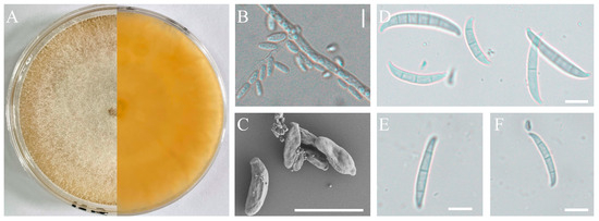 Characterization and In Vitro Fungicide Sensitivity of Two Fusarium spp ...