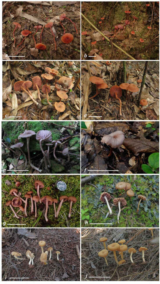 Morphology and Molecular Phylogeny Reveal Five New Species of Laccaria ...