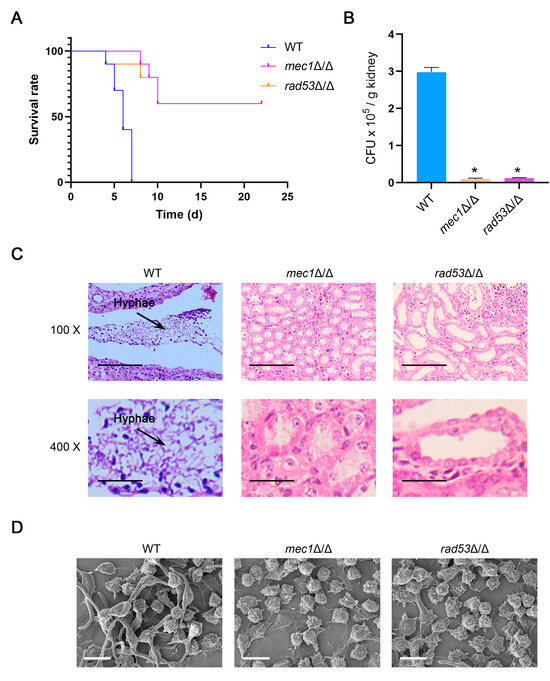 JoF | Free Full-Text | Mec1-Rad53 Signaling Regulates DNA Damage ...
