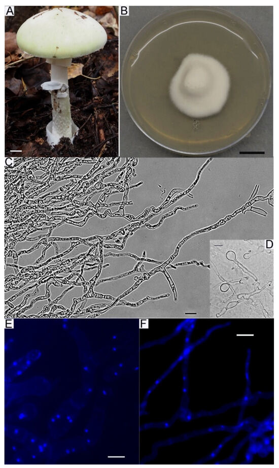 The Conservation and Study of Macromycetes in the Komarov Botanical ...