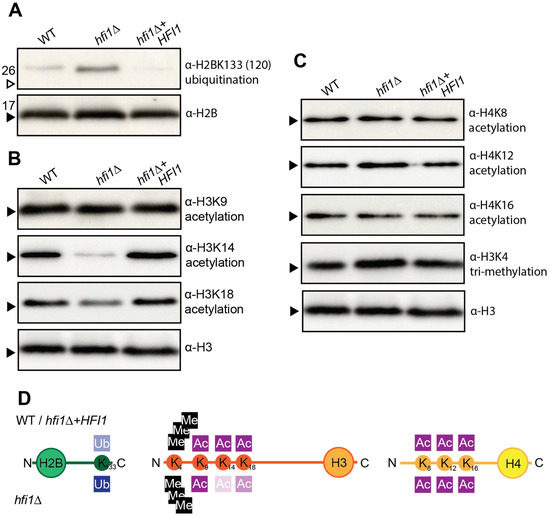 SAGA Complex Subunit Hfi1 Is Important in the Stress Response and ...