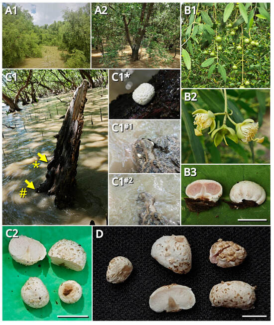 Mushrooms Adapted to Seawater: Two New Species of Candolleomyces ...