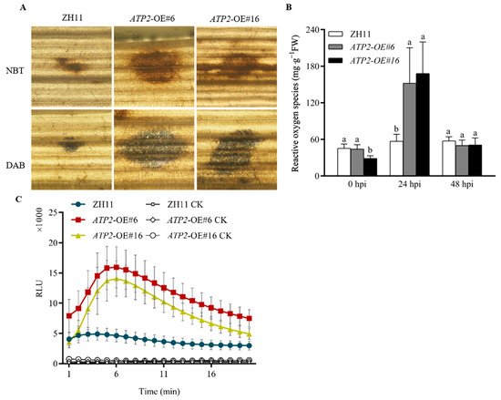 Overexpression of ATP Synthase Subunit Beta (Atp2) Confers Enhanced ...