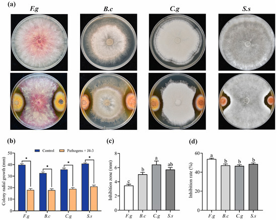 The Wheat Endophyte Epicoccum layuense J4-3 Inhibits Fusarium ...