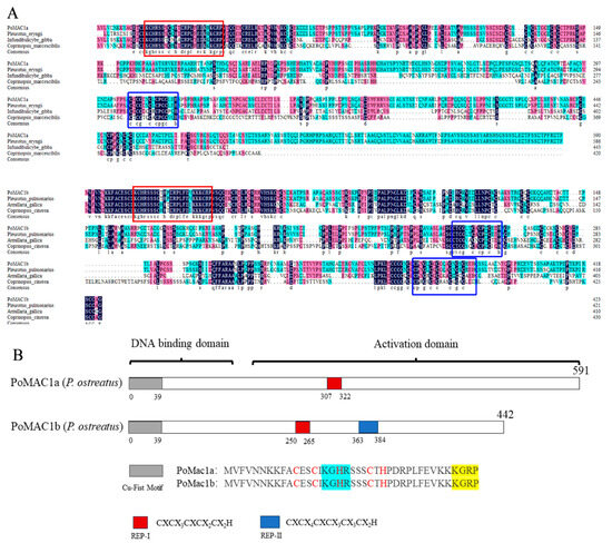MAC Family Transcription Factors Enhance the Tolerance of Mycelia to ...