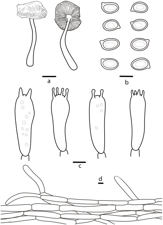 Six New Species of Agaricus (Agaricaceae, Agaricales) from Northeast China