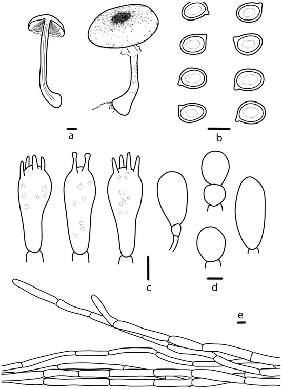 Six New Species of Agaricus (Agaricaceae, Agaricales) from Northeast China