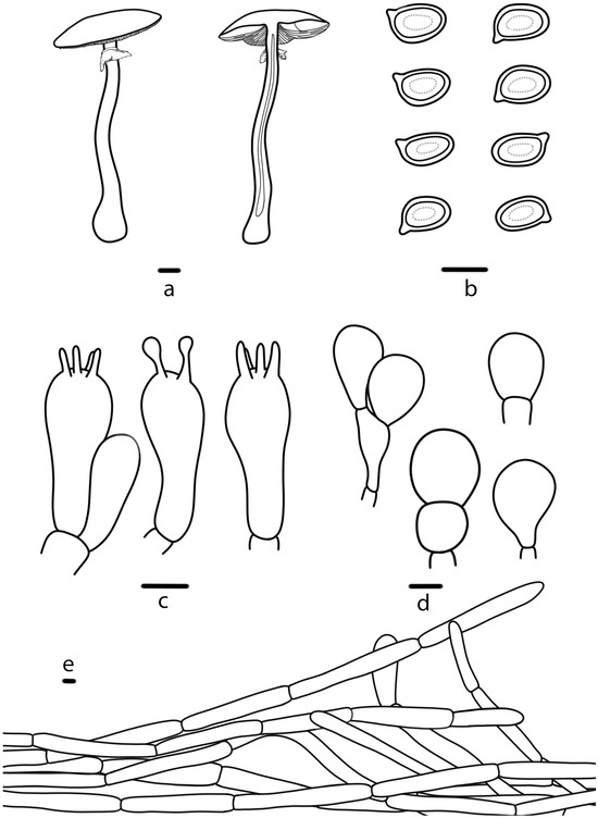 Six New Species of Agaricus (Agaricaceae, Agaricales) from Northeast China
