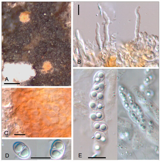 Contribution to the Study of Lichenicolous Fungi from Northwest Iberian ...