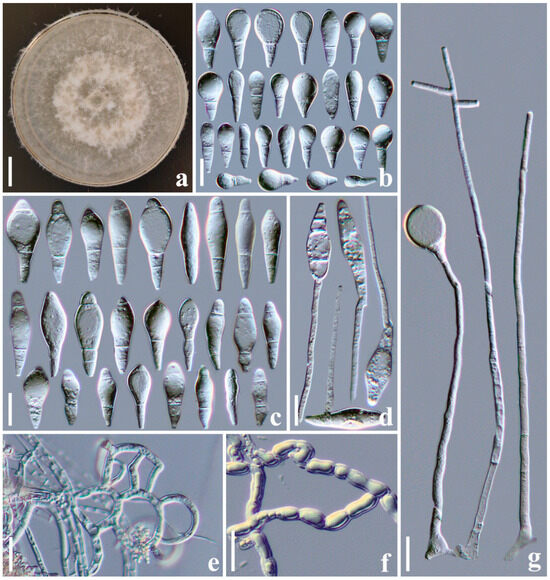 Multilocus Phylogeny and Characterization of Five Undescribed Aquatic ...