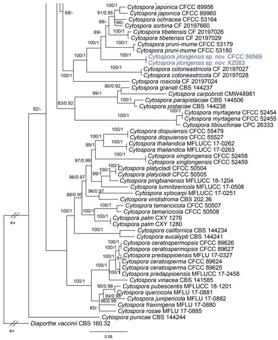 Morphology and Phylogeny Reveal Three New Species of Cytospora ...