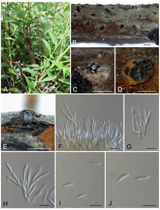 Morphology and Phylogeny Reveal Three New Species of Cytospora ...