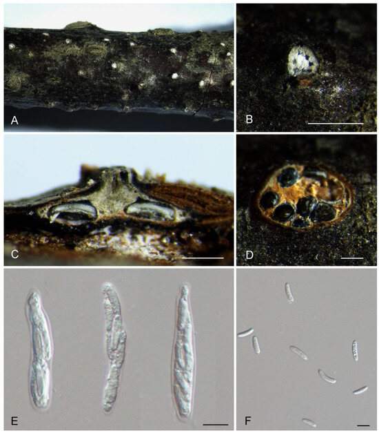Morphology and Phylogeny Reveal Three New Species of Cytospora ...