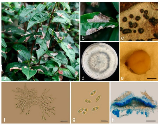 A Phylogenetic and Taxonomic Revision of Discula theae-sinensis, the ...