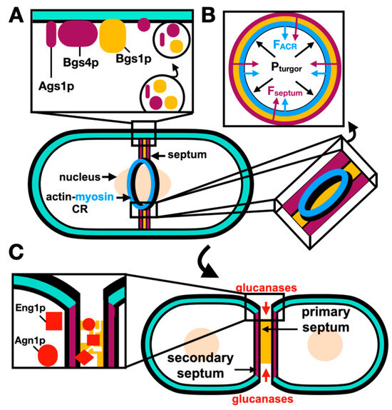 Processes Controlling the Contractile Ring during Cytokinesis in ...