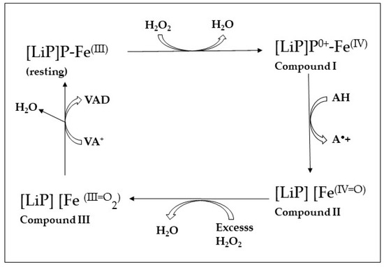 White Rot Fungi as Tools for the Bioremediation of Xenobiotics: A Review