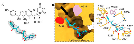 Innovations in Antifungal Drug Discovery among Cell Envelope Synthesis ...