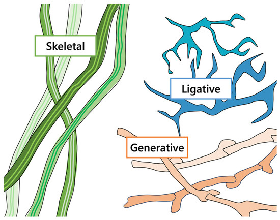 JoF | Free Full-Text | From Nature to Design: Tailoring Pure Mycelial ...