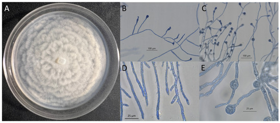 Isolation of a Novel Pythium Species, P. thermoculicivorax, and ...