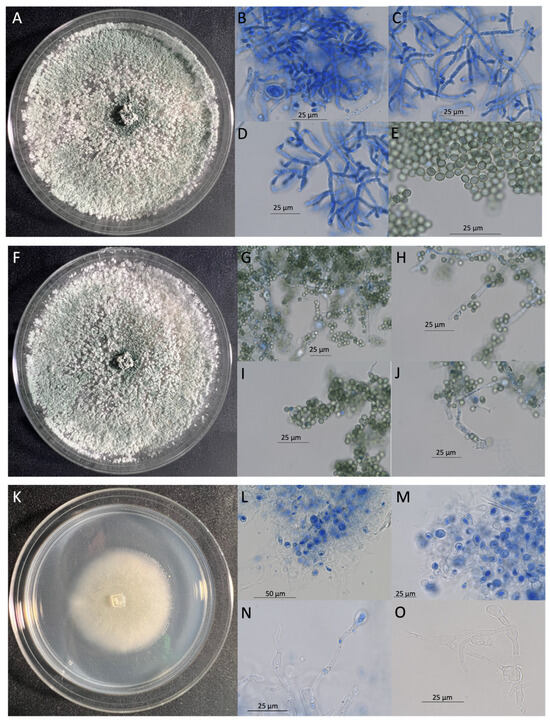 Isolation of a Novel Pythium Species, P. thermoculicivorax, and ...
