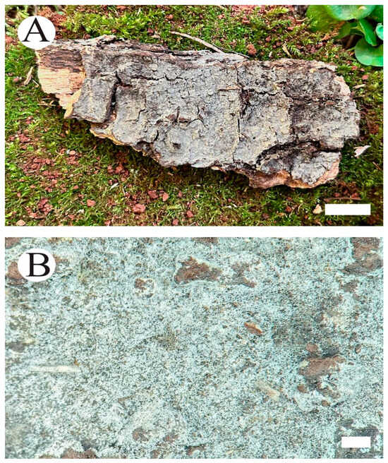 Phylogenetic and Taxonomic Analyses of Five New Wood-Inhabiting Fungi ...