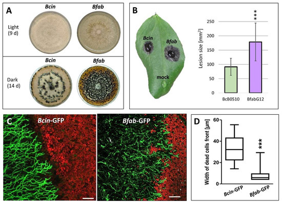 Genome Comparisons between Botrytis fabae and the Closely Related Gray ...