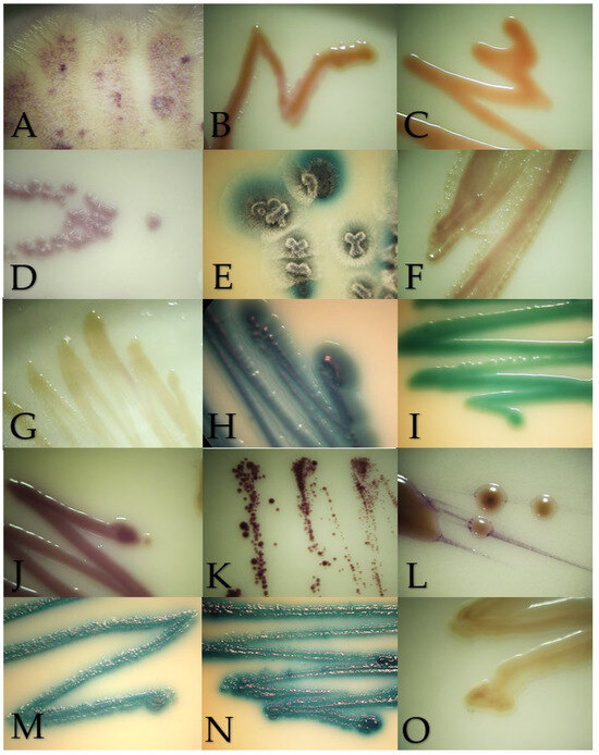 JoF | Free Full-Text | Chromogenic, Biochemical and Proteomic ...