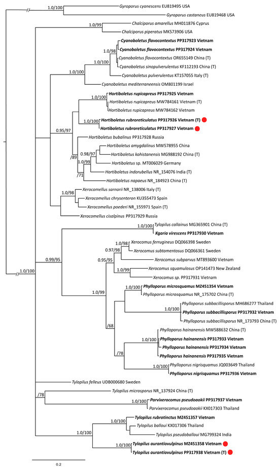 New Data on Boletaceae (Agaricomycetes, Basidiomycota) from Central ...