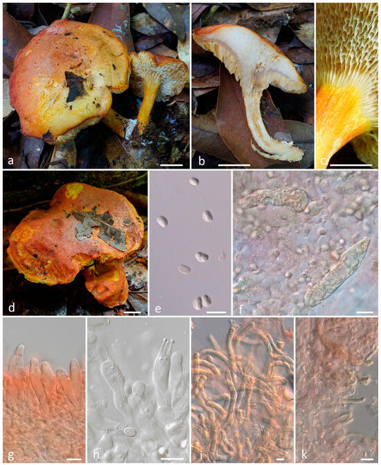 New Data on Boletaceae (Agaricomycetes, Basidiomycota) from Central ...
