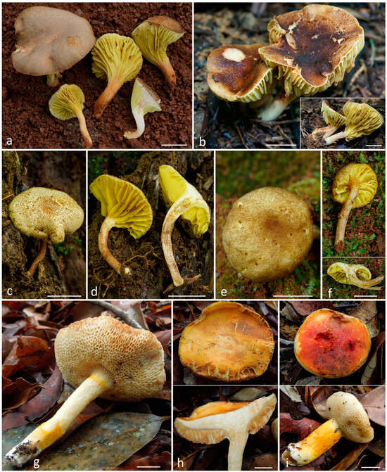 New Data on Boletaceae (Agaricomycetes, Basidiomycota) from Central ...