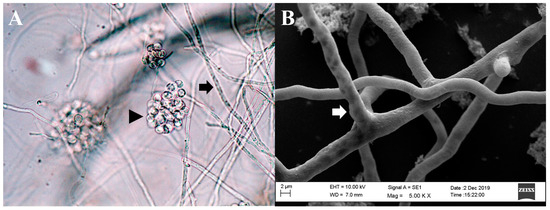 Treating Pythiosis with Antibacterial Drugs Targeting Protein Synthesis ...