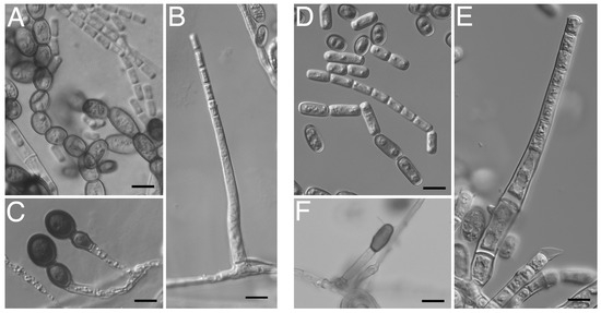 Characterizing the Palm Pathogenic Thielaviopsis Species from Florida