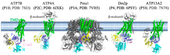 Fungal Plasma Membrane H+-ATPase: Structure, Mechanism, and Drug Discovery
