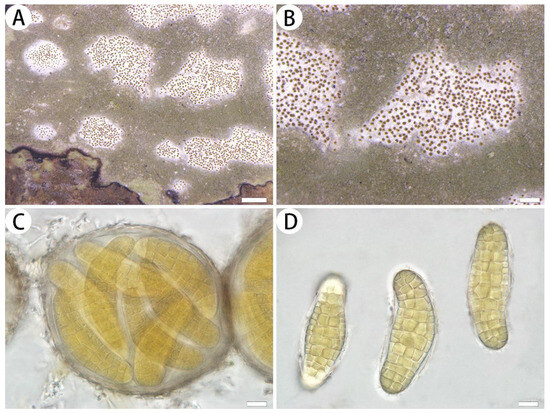 The Phylogeny and Taxonomy of Cryptothecia (Arthoniaceae, Ascomycota ...