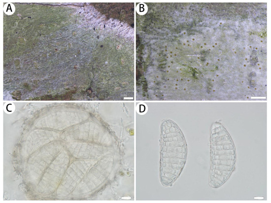 The Phylogeny and Taxonomy of Cryptothecia (Arthoniaceae, Ascomycota ...