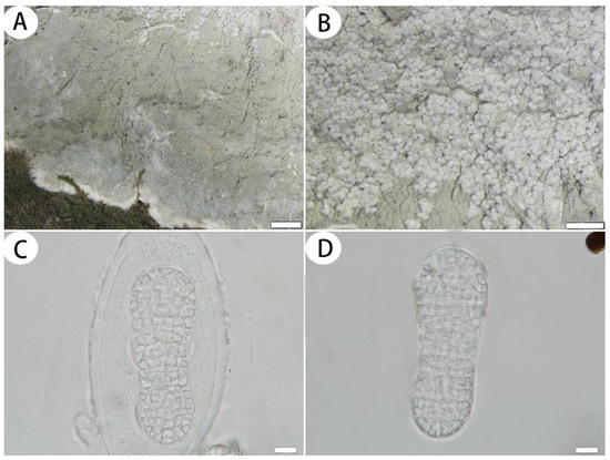 The Phylogeny and Taxonomy of Cryptothecia (Arthoniaceae, Ascomycota ...