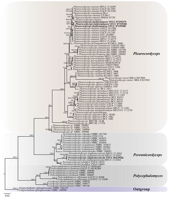 Molecular Phylogenetic and Comparative Genomic Analysis of ...