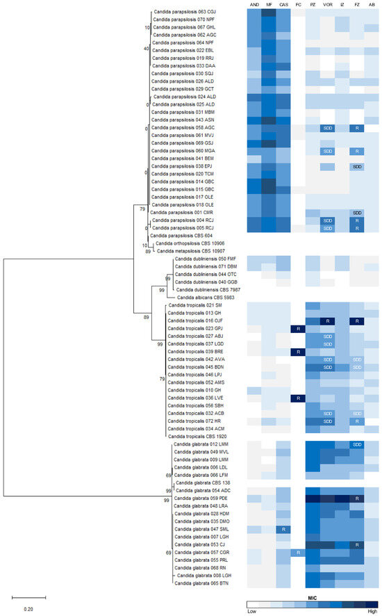 Candida Non-albicans and Non-auris Causing Invasive Candidiasis in a ...
