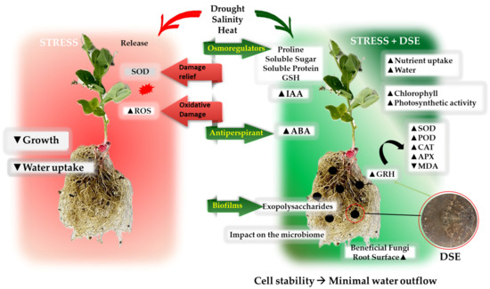 Importance of Dark Septate Endophytes in Agriculture in the Face of ...