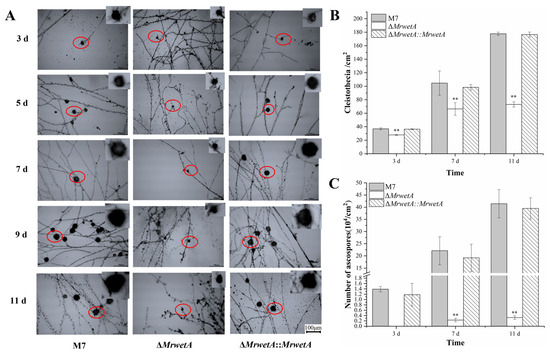 Effects of MrwetA on Sexual Reproduction and Secondary Metabolism of ...
