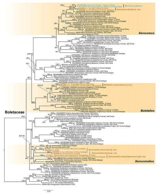 Four New Species and a New Combination of Boletaceae (Boletales) from Subtropical and Tropical China
