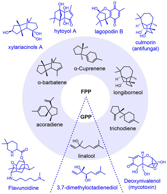 Genome Mining of Fungal Unique Trichodiene Synthase-like Sesquiterpene Synthases