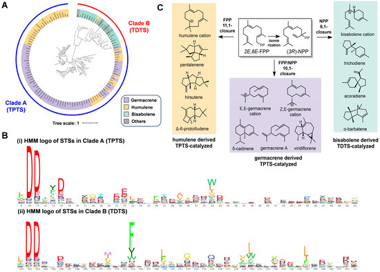 Genome Mining of Fungal Unique Trichodiene Synthase-like Sesquiterpene Synthases