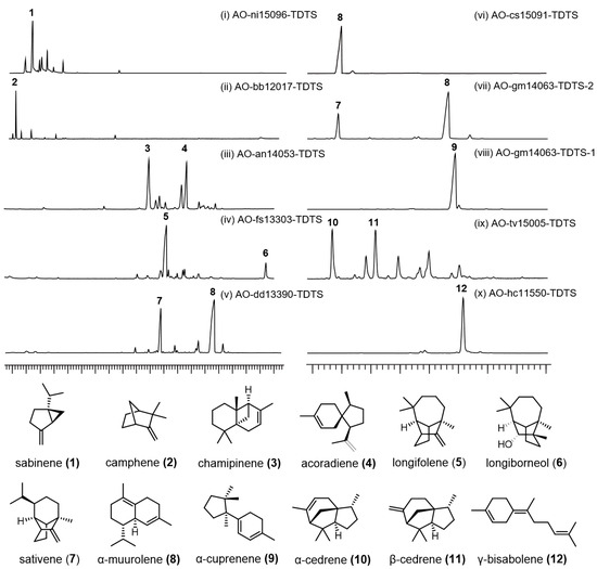 Genome Mining of Fungal Unique Trichodiene Synthase-like Sesquiterpene Synthases