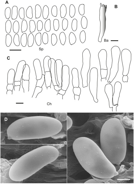 A Taxonomic and Phylogenetic Contribution on Inosperma Section ...